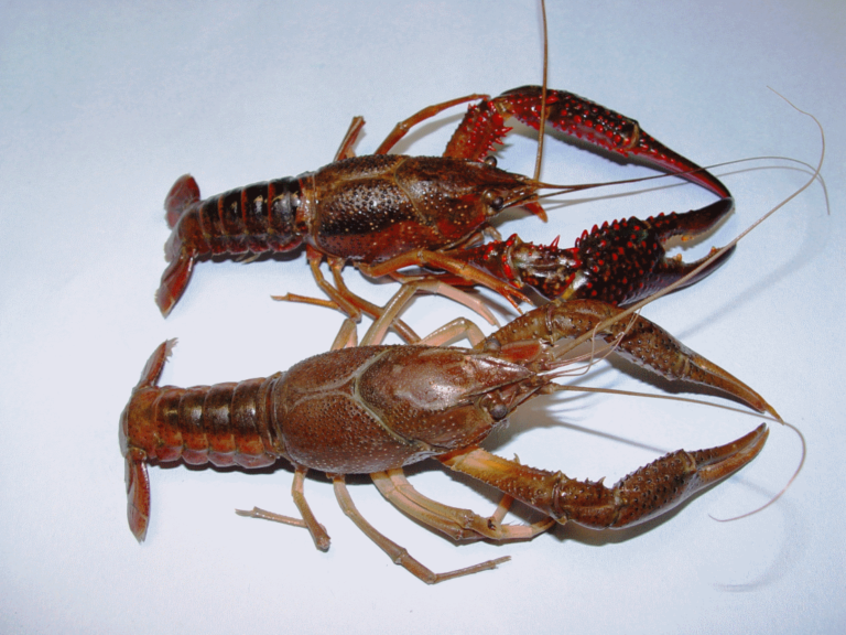 Crawfish | Louisiana Direct Seafood